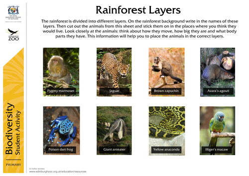 Rainforests | Teaching Resources