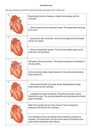 The Cardiac Cycle (and Coronary Heart Disease) | Teaching Resources