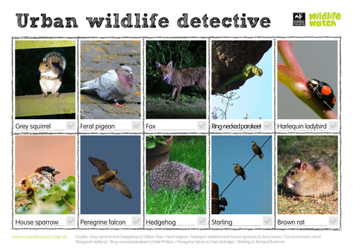 Urban Wildlife Spotting Sheet | Teaching Resources
