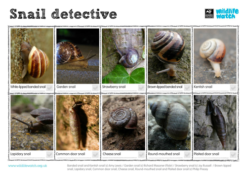 Snail Spotting Sheet | Teaching Resources