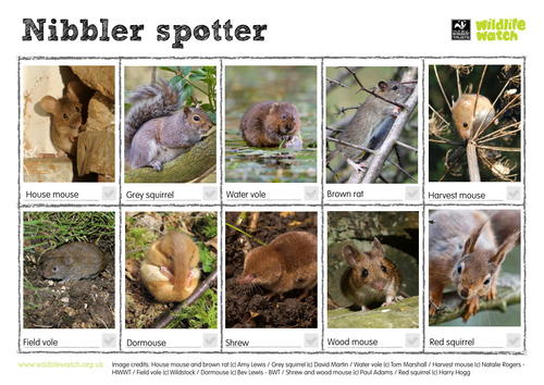 Nibbler Spotting Sheet | Teaching Resources