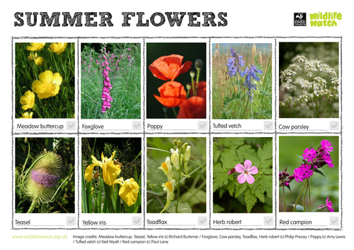 Summer Flowers Spotting Sheet | Teaching Resources