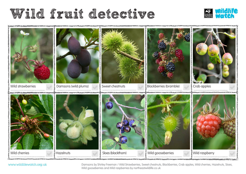 Wild Fruit Spotting Sheet | Teaching Resources