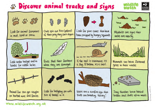 Discover animal tracks and signs | Teaching Resources