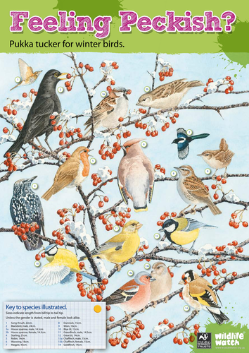 Birds - 'Feeling Peckish?' Poster | Teaching Resources