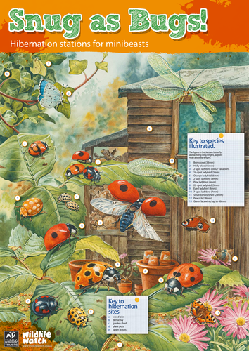 Hibernating insects - 'Snug as Bugs' Poster | Teaching Resources