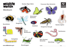 Minibeasts Colouring Sheets | Teaching Resources