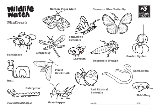 Minibeasts Colouring Sheets | Teaching Resources