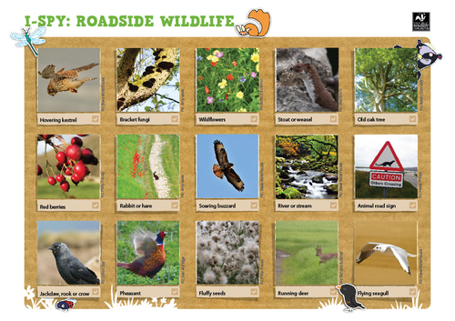 Roadside Wildlife I-Spy Game | Teaching Resources