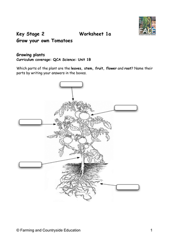 Grow your own tomatoes | Teaching Resources