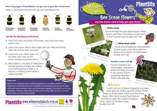 Bee Scene ID Guide | Teaching Resources