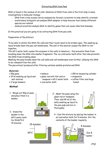 DNA extraction from frozen peas method | Teaching Resources DNA extraction from frozen peas method | Teaching Resources