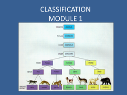 EDEXCEL P1 Classification | Teaching Resources