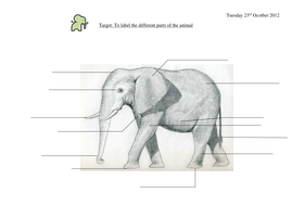 Labelling an Elephant | Teaching Resources