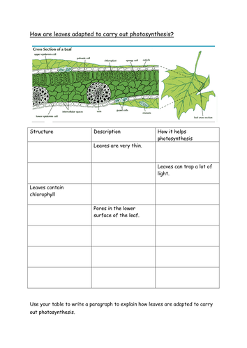 Adaptations of leaves for photosynthesis | Teaching Resources