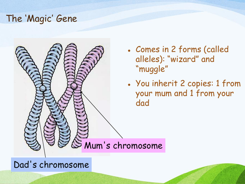 B13.7 - Inheritance in Action ** FULL LESSON ** AQA GCSE Biology ...