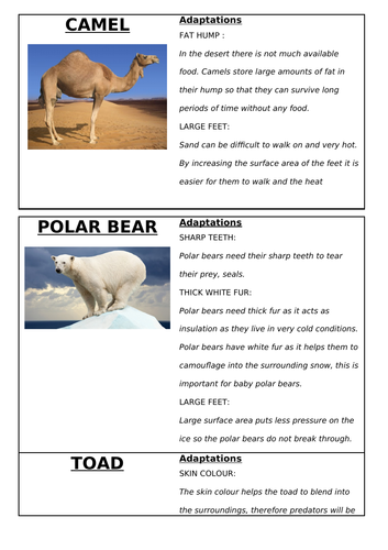 B16.6 - Adapt and Survive (Adaptation) ** FULL LESSON ** (inc KS3 ...