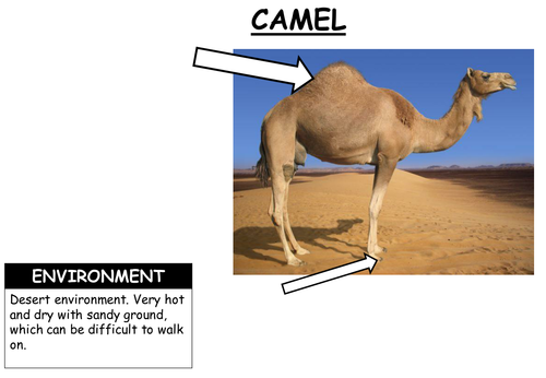 B16.6 - Adapt and Survive (Adaptation) ** FULL LESSON ** (inc KS3 ...