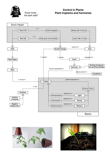 Plant Tropisms and Hormones Concept Map | Teaching Resources