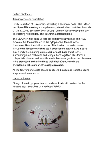 Protein Synthesis Model | Teaching Resources
