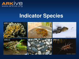 Indicator species | Teaching Resources