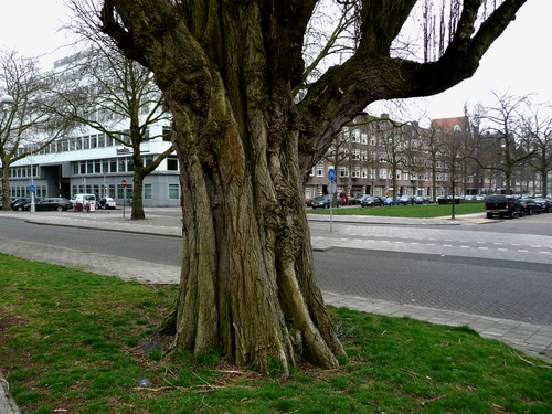 Trees, Plants & Nature of Amsterdam city in photos - free urban picture ...