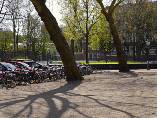 Trees, Plants & Nature of Amsterdam city in photos - free urban picture ...