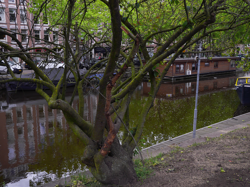 Trees, Plants & Nature of Amsterdam city in photos - free urban picture ...