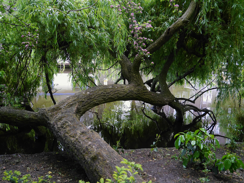 Trees, Plants & Nature of Amsterdam city in photos - free urban picture ...