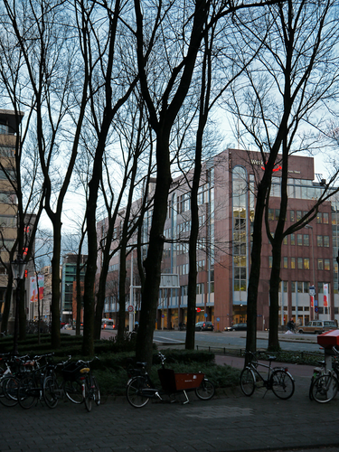 Trees, Plants & Nature of Amsterdam city in photos - free urban picture ...
