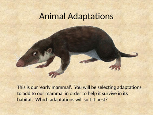 Adapt an Animal 2.0 - A more 'evolved' version | Teaching Resources