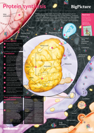 Big Picture: Proteins - Protein Synthesis Poster | Teaching Resources