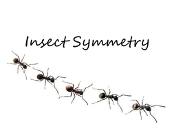 Insect Symmetry | Teaching Resources