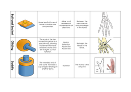 Joint Classification | Teaching Resources