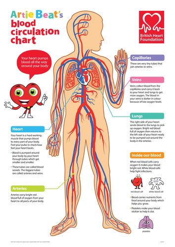 The Circulatory System Poster | Teaching Resources The Circulatory System Poster | Teaching Resources