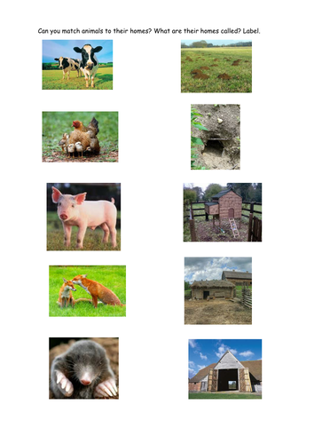 Match animals to their homes | Teaching Resources