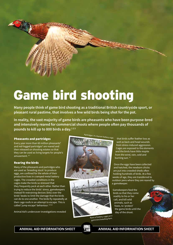 Game bird shooting factsheet | Teaching Resources