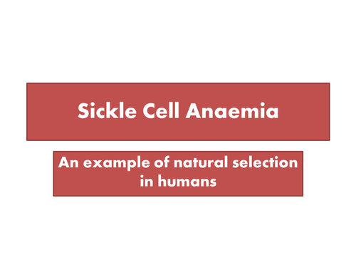 Natural Selection and Sickle Cell Anaemia | Teaching Resources