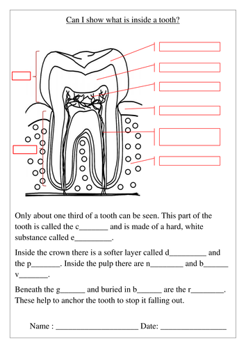 Teeth and Eating Resources | Teaching Resources