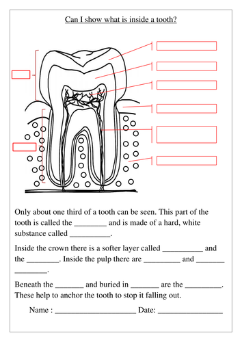 Teeth and Eating Resources | Teaching Resources