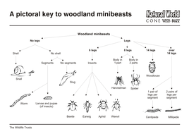 Mini Beasts | Teaching Resources