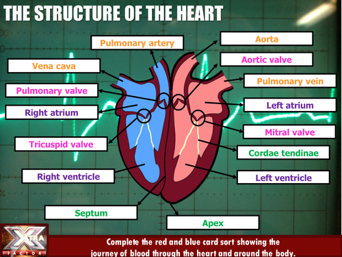 Controlling the heartbeat - @ELSS_Biology | Teaching Resources