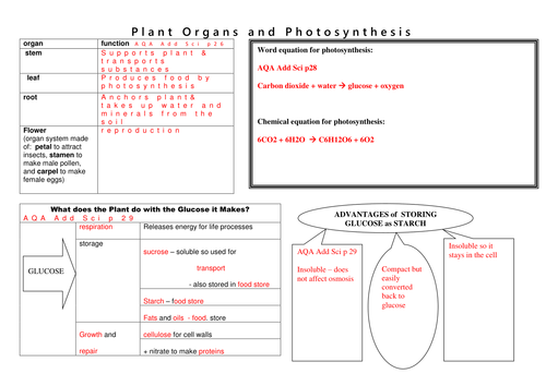 Plant Organs and Photosynthesis summary | Teaching Resources
