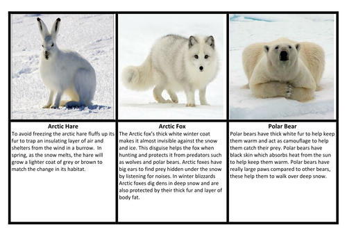 Adaptation hunt | Teaching Resources