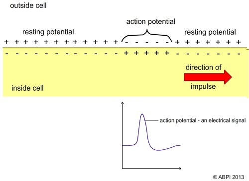 Action Potential | Teaching Resources