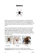 Spiders Information and Worksheet | Teaching Resources