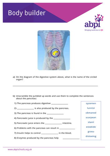 Body Parts - Pancreas | Teaching Resources