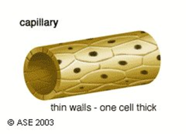Capillary Diagram | Teaching Resources