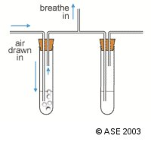 Carbon Dioxide Experiment | Teaching Resources