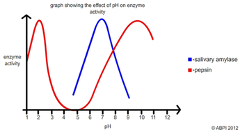 Enzyme Activity and pH | Teaching Resources